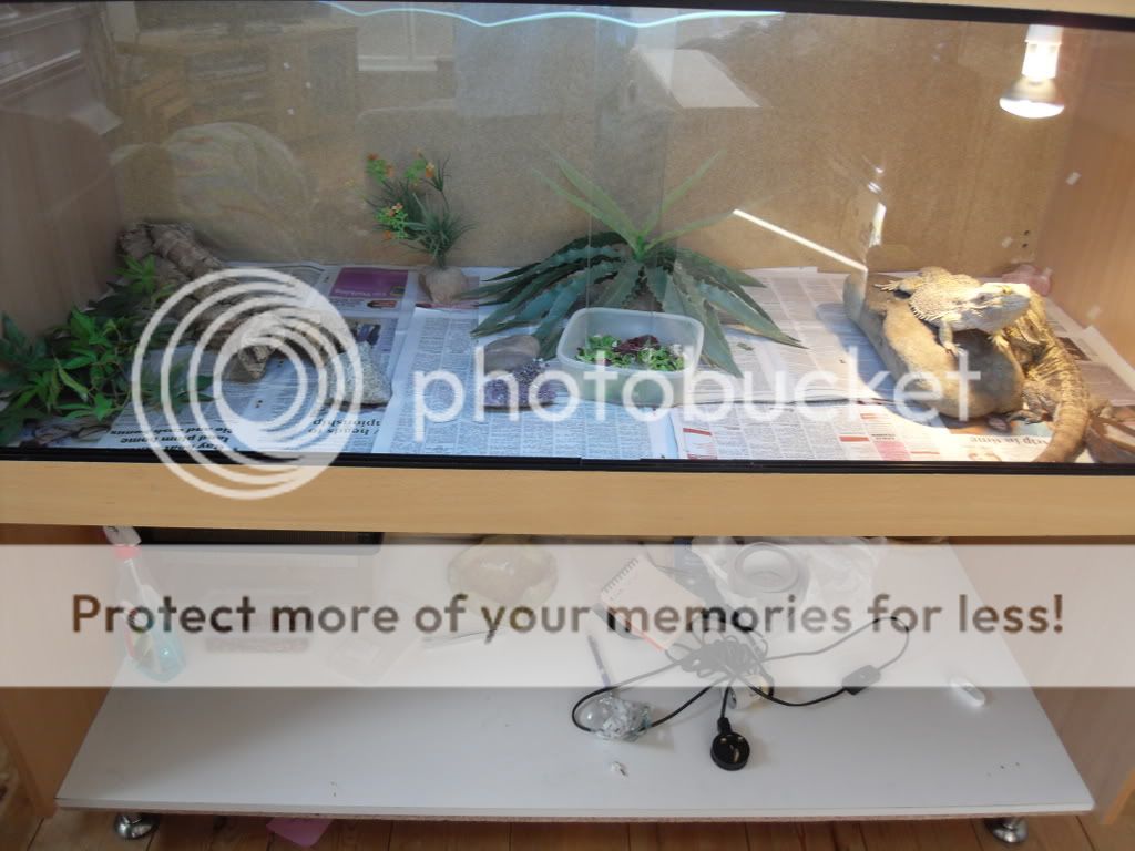 my viv stack build :D | Reptile Forums