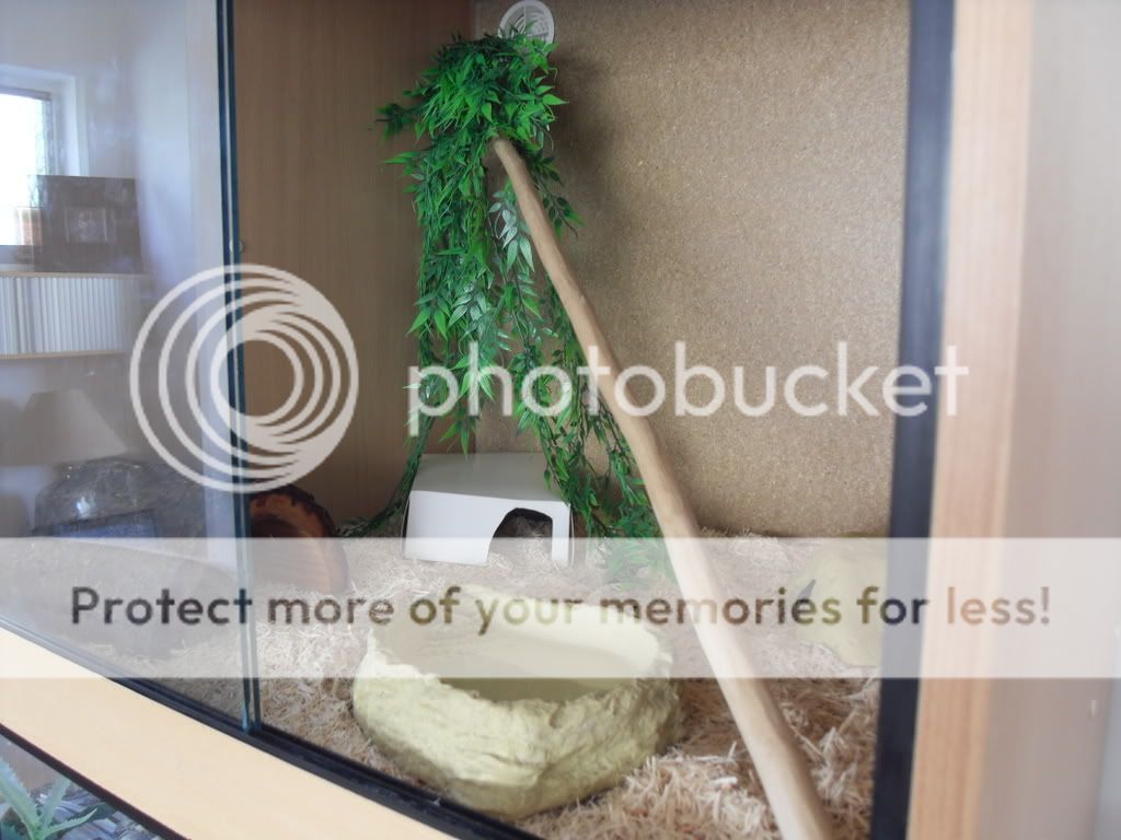 my viv stack build :D | Reptile Forums